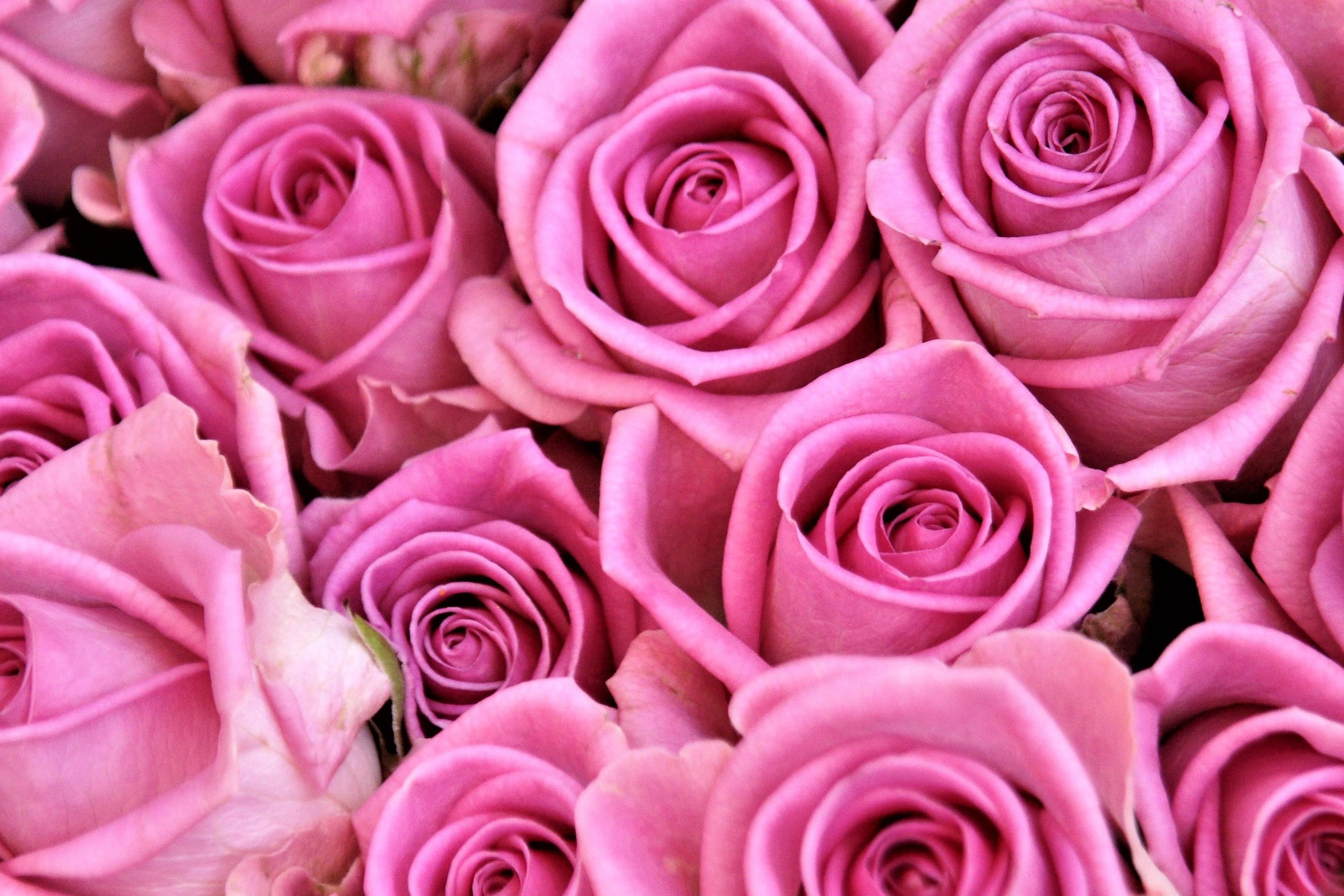 Funeral Notice for Miss Janice Elizabeth Carder